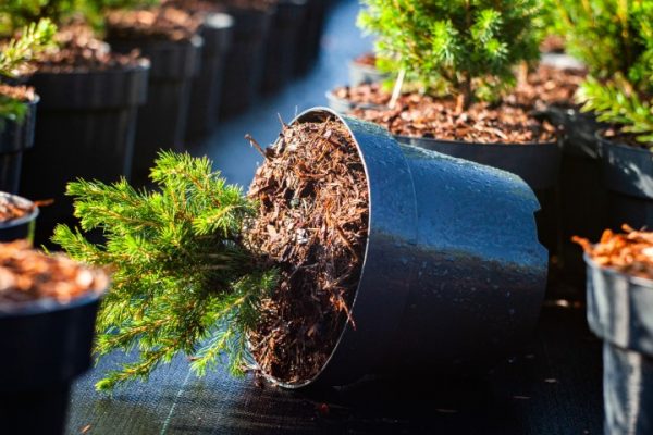 Jiffy substrates for healthy plant growth | Jiffy Group