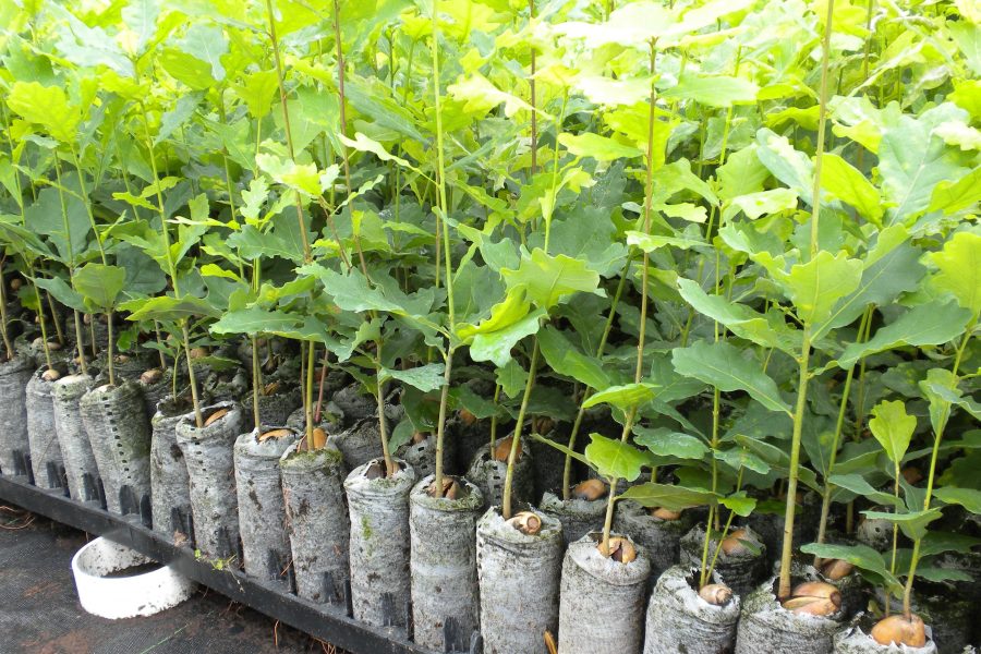 Jiffy Group - Sustainable Plant Growing Solutions - Video